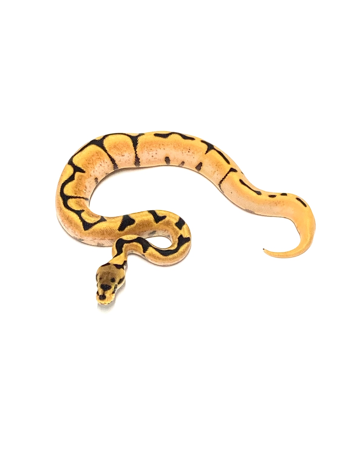 *Pet Only* HI OD Enchi Spider Ball Python by Roebuck Reptiles LLC ...