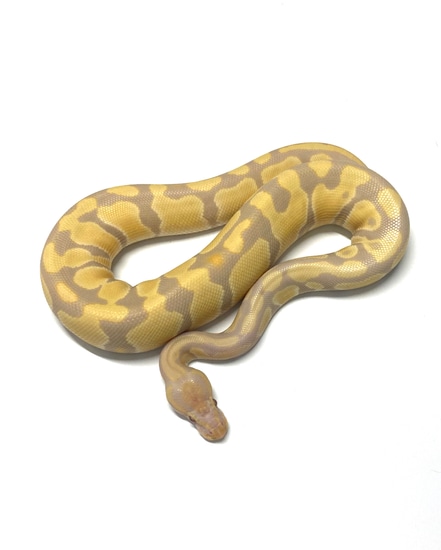Toffino 100% Het Pied Ball Python by Roebuck Reptiles LLC