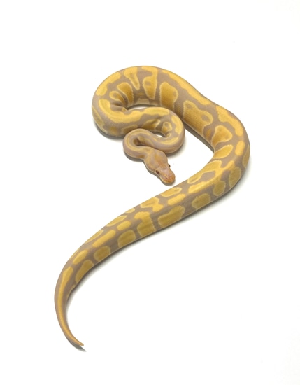 Toffino 100% Het Pied Ball Python by Roebuck Reptiles LLC