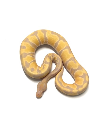 Toffino 100% Het Pied Ball Python by Roebuck Reptiles LLC