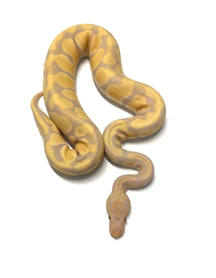 *SALE* Toffino 100% Het Pied Ball Python by Roebuck Reptiles LLC