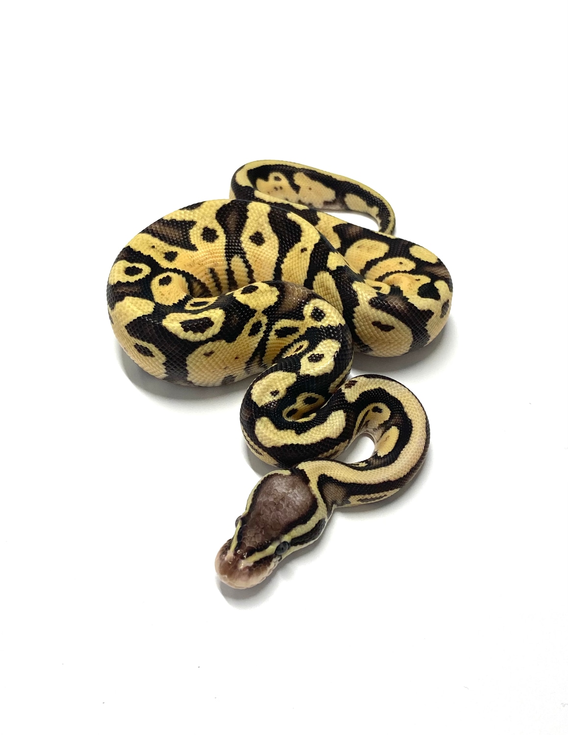 HI OD Firefly 50% Het Albino Ball Python by Roebuck Reptiles LLC ...