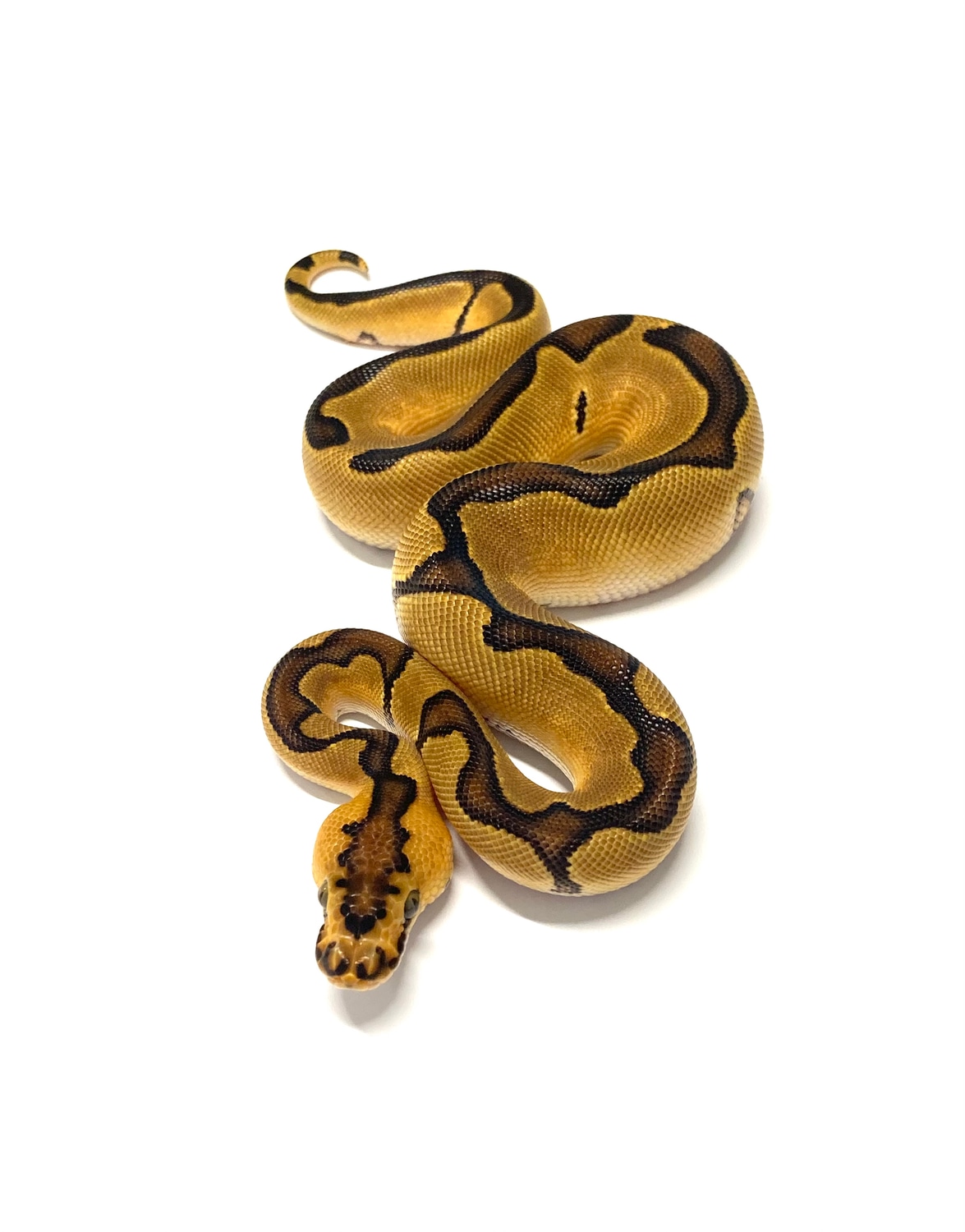 *SALE* Orange Dream Enchi Clown Ball Python by Roebuck Reptiles LLC ...