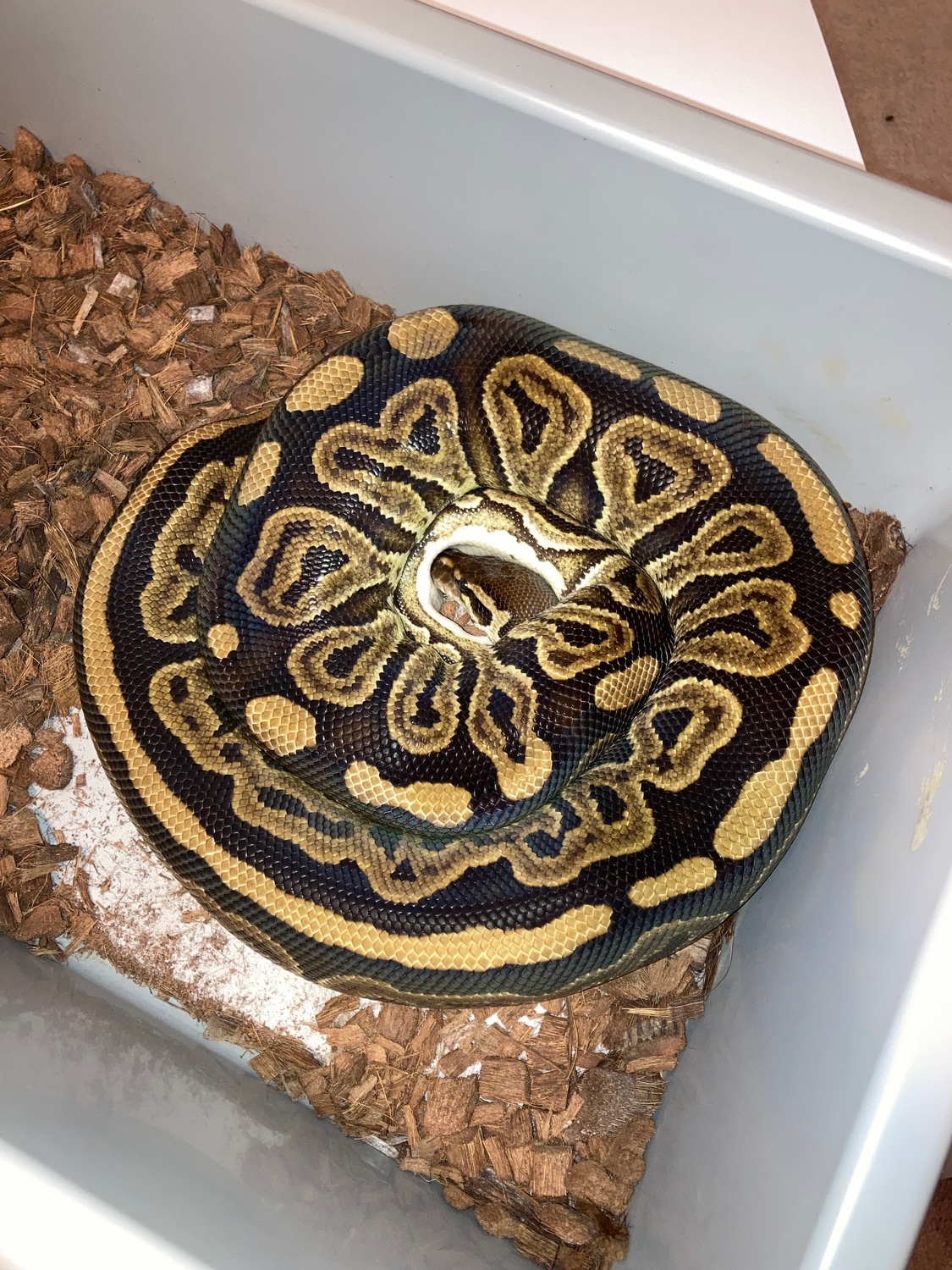 *SALE* Black Pastel Het Pied Ball Python by Roebuck Reptiles LLC ...