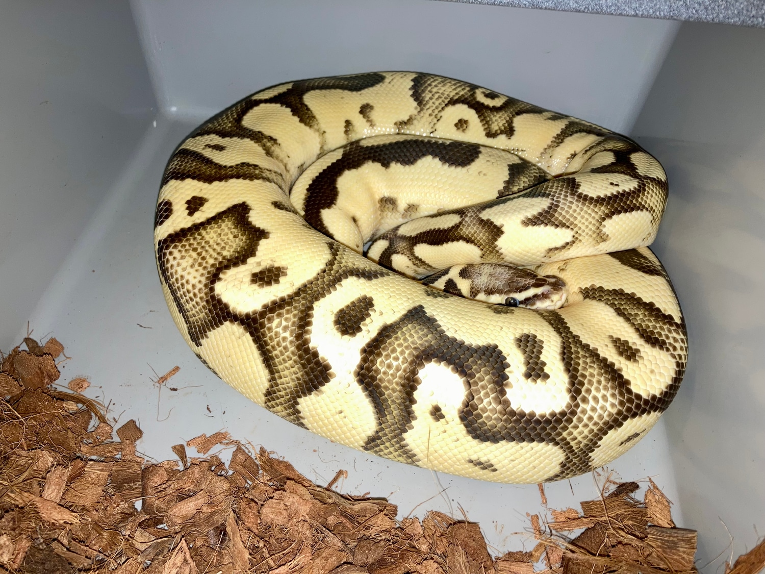 HI OD Enchi Pastel Fire Calico Ball Python by Roebuck Reptiles LLC ...
