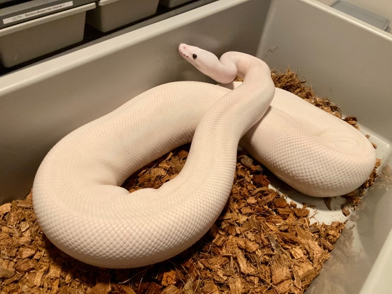 Super Pastel Ivory Ball Python by Roebuck Reptiles LLC