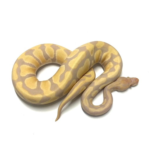 Breeding Pair Of Toffino Het Pieds Ball Python by Roebuck Reptiles LLC