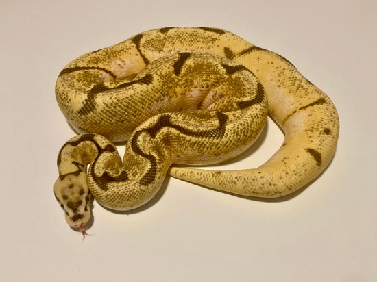 HI OD Enchi Fire Spider 50% Double Het Albino Pied Ball Python by ...