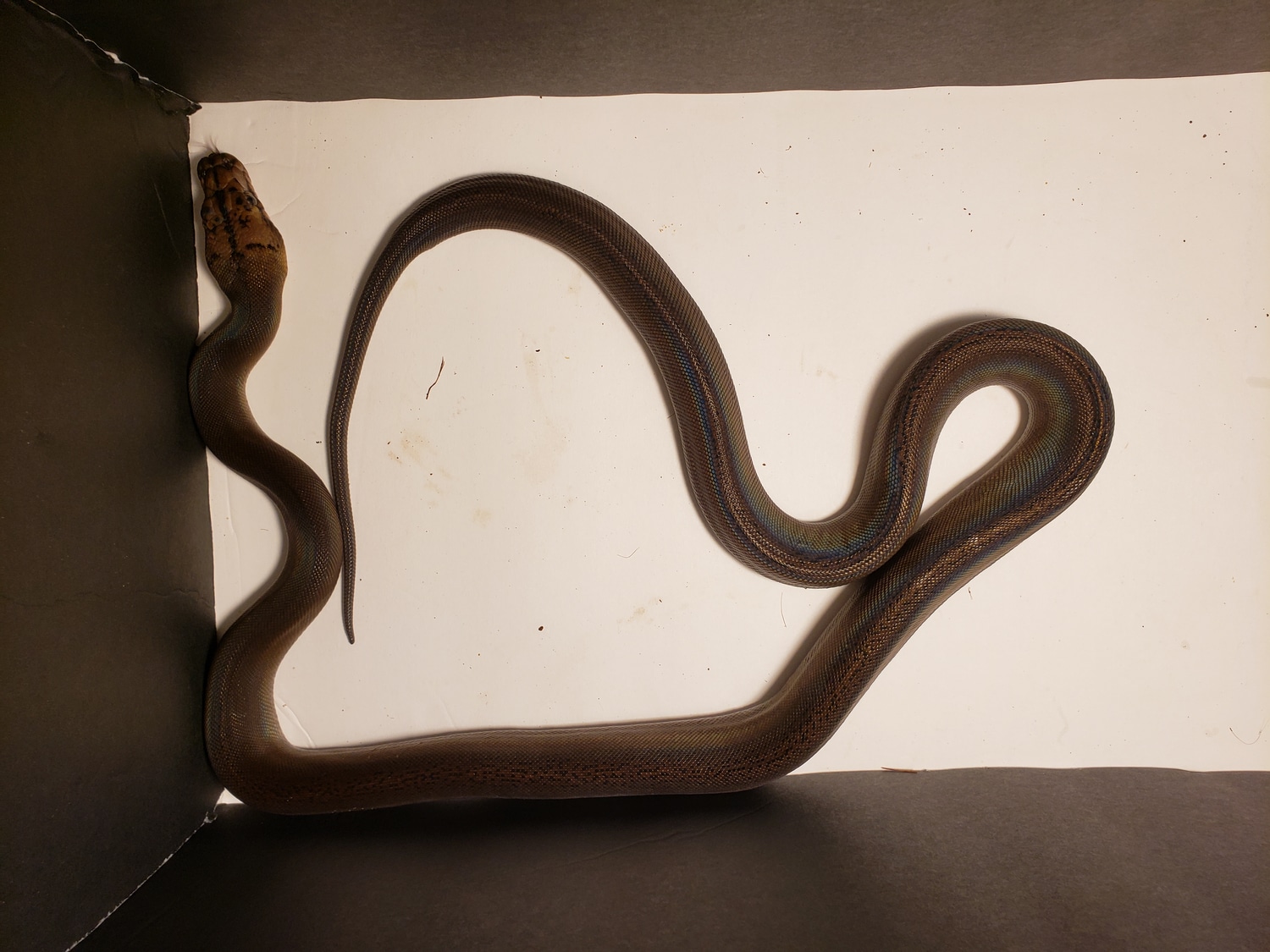 Goldenchild Motley Het Albino Reticulated Python by Tick Reptiles ...