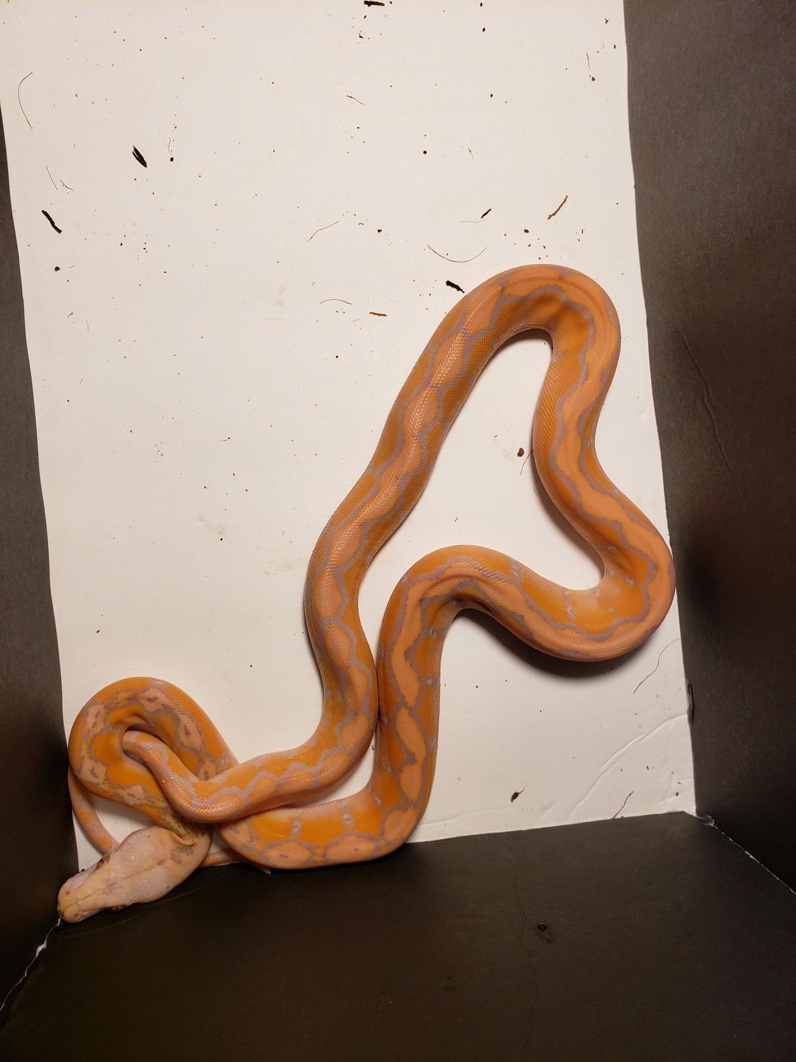 Lavender Sunfire Motley Reticulated Python by Tick Reptiles - MorphMarket
