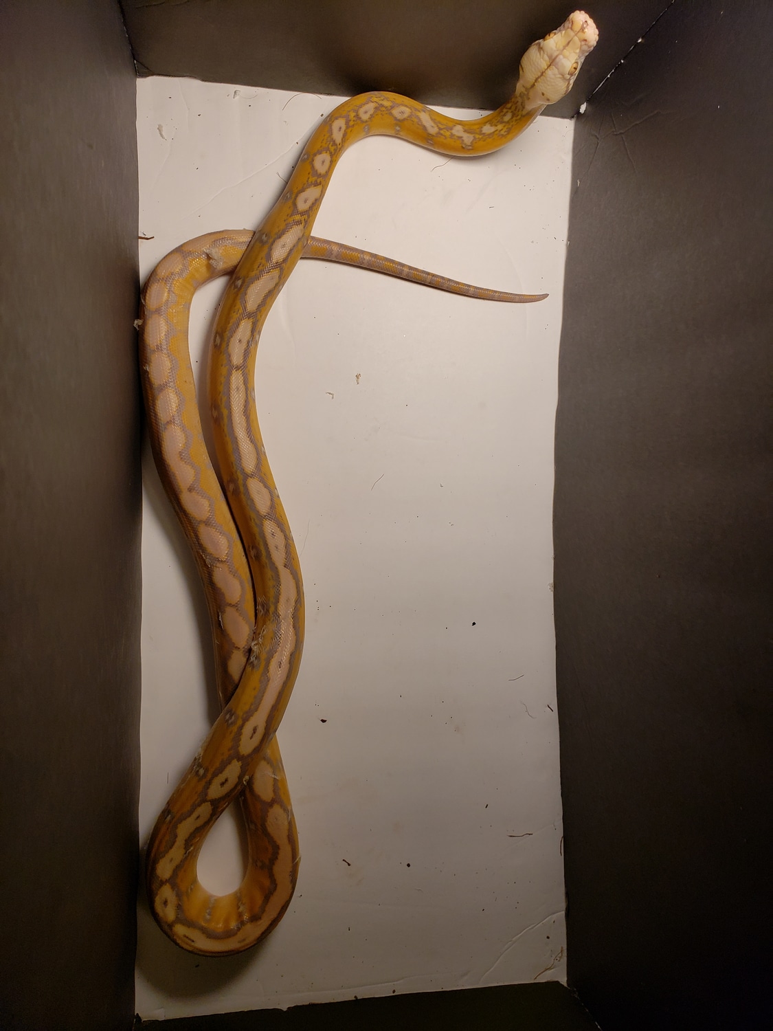 Purple Platinum Sunfire Motley Reticulated Python by Tick Reptiles ...