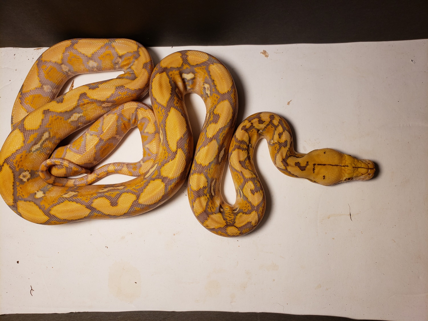 Purple Albino Reticulated Python by Tick Reptiles - MorphMarket