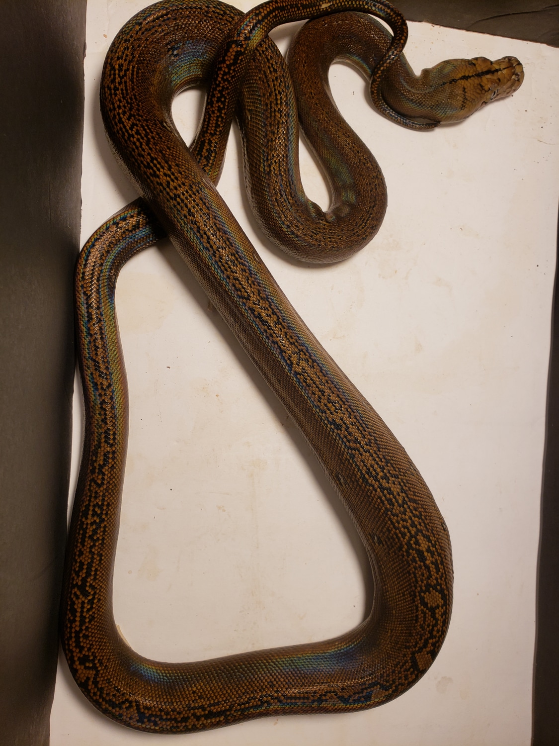 Goldenchild Het Albino Reticulated Python by Tick Reptiles - MorphMarket