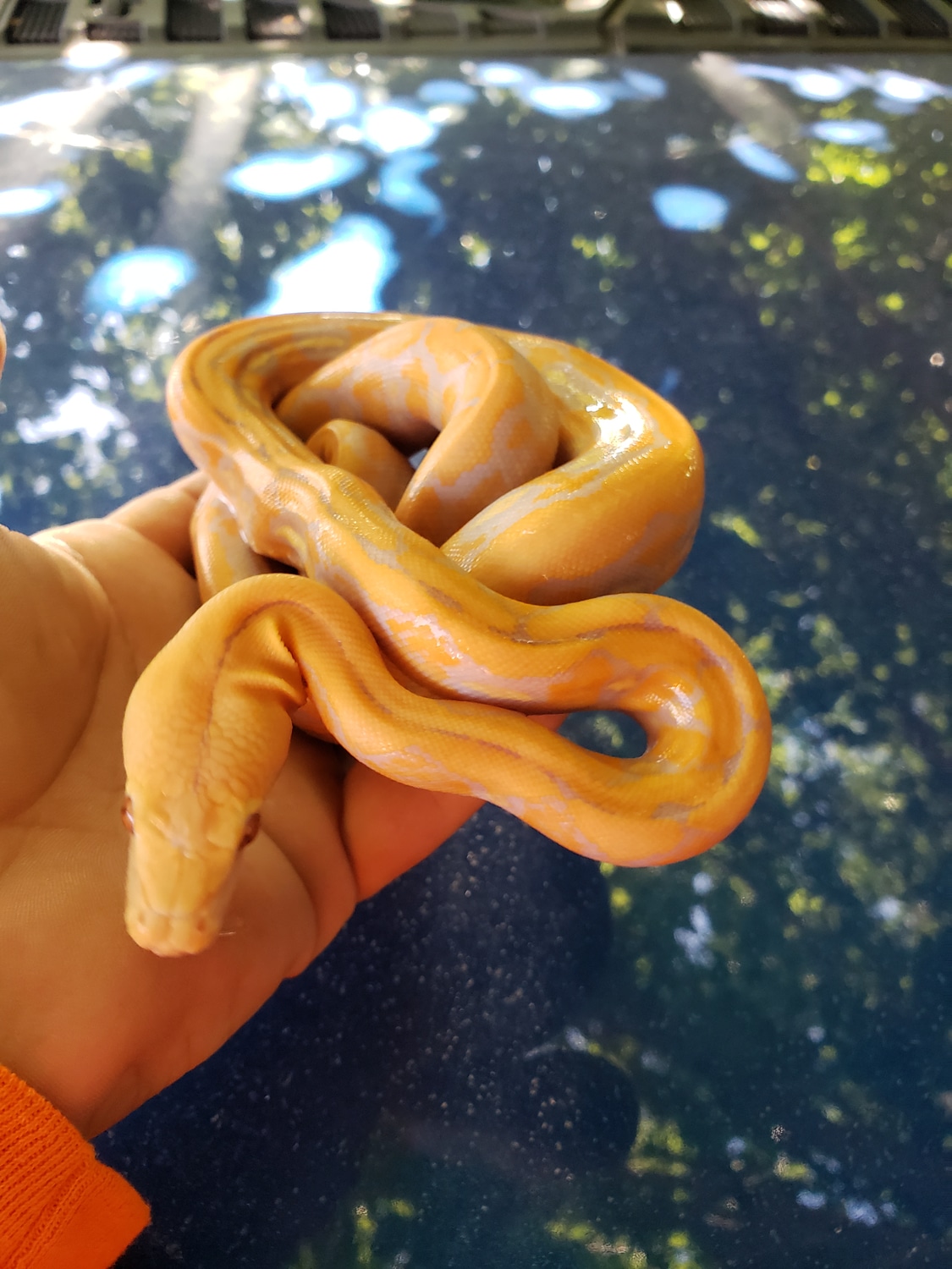 Lavender Tiger Reticulated Python by Tick Reptiles - MorphMarket