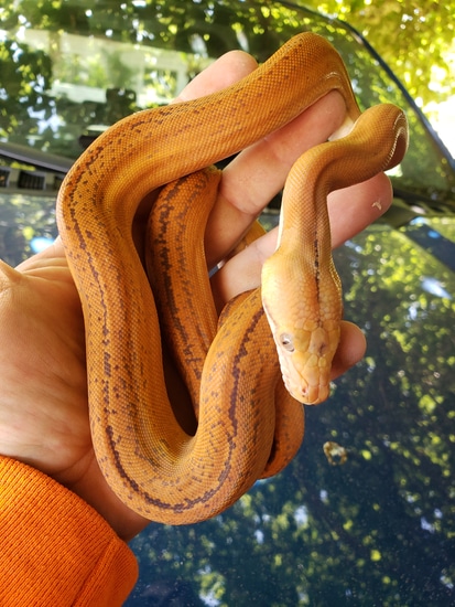Mochino Tiger Goldenchild Reticulated Python by Tick Reptiles