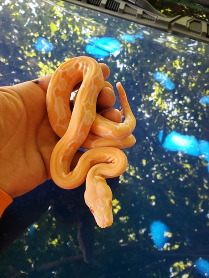 White Tiger Reticulated Python by Tick Reptiles