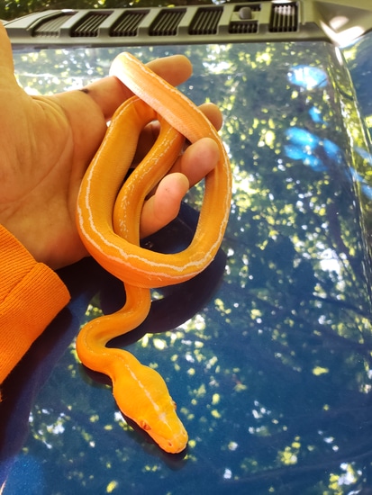White Goldenchild Reticulated Python by Tick Reptiles