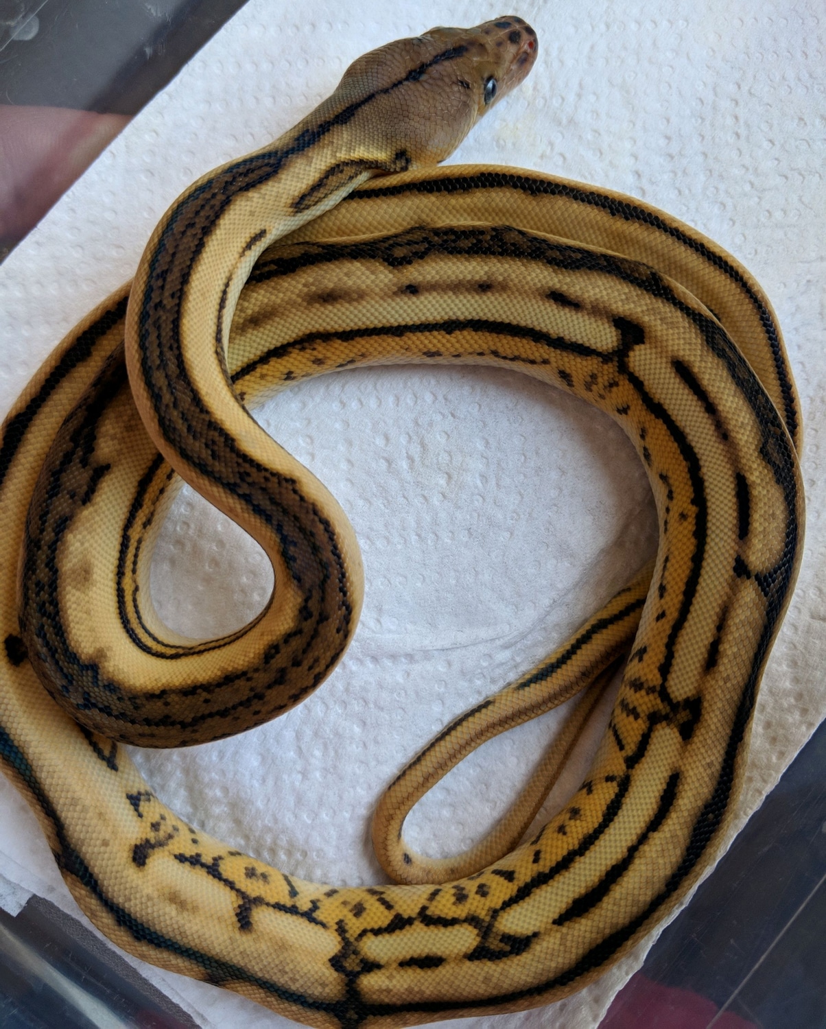 Super Tiger Citron Reticulated Python by R.O.G Reptiles - MorphMarket