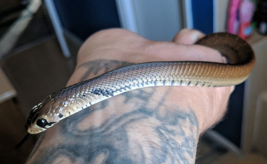 100% Het Axanthic Black Tail Cribo Cribo & Indigo Snakes by R.O.G Reptiles