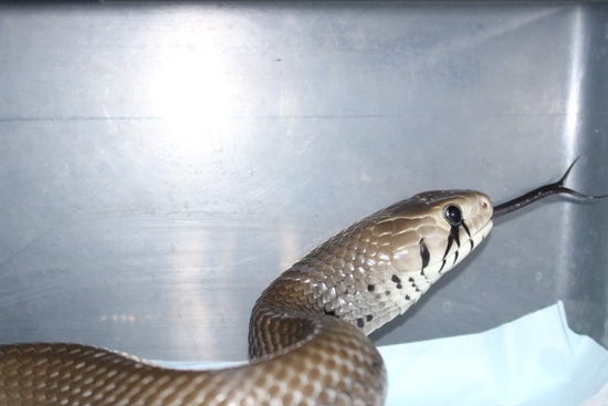 Axanthic Black Tail Cribo Cribo & Indigo Snakes by R.O.G Reptiles