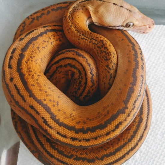 Orange Glow Golden Child Tiger Reticulated Python by R.O.G Reptiles