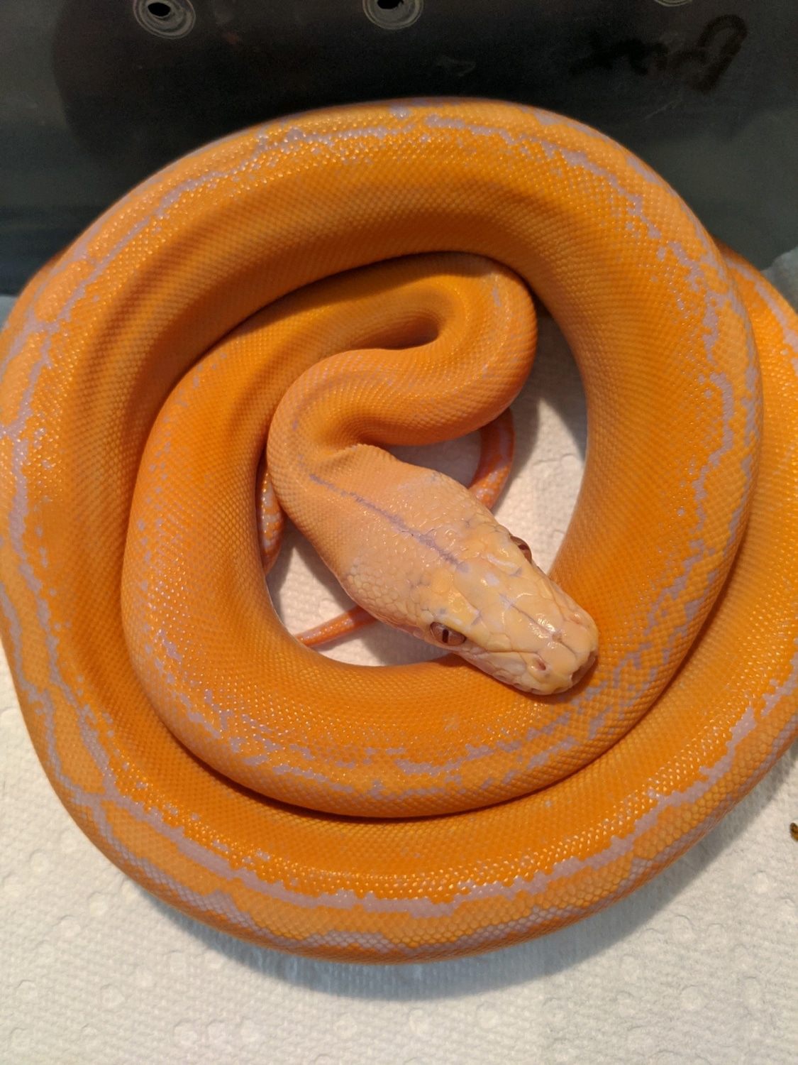 Lavender Platinum Golden Child Reticulated Python by R.O.G Reptiles ...