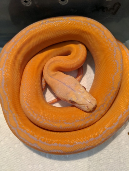 Lavender Platinum Golden Child Reticulated Python by R.O.G Reptiles
