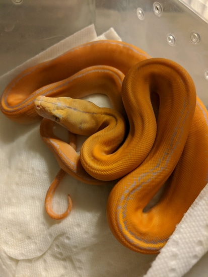 Lavender Platinum Golden Child Reticulated Python by R.O.G Reptiles