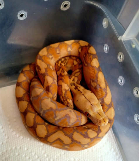 Purple Het Snow 50% Kalatoa SD Reticulated Python by R.O.G Reptiles