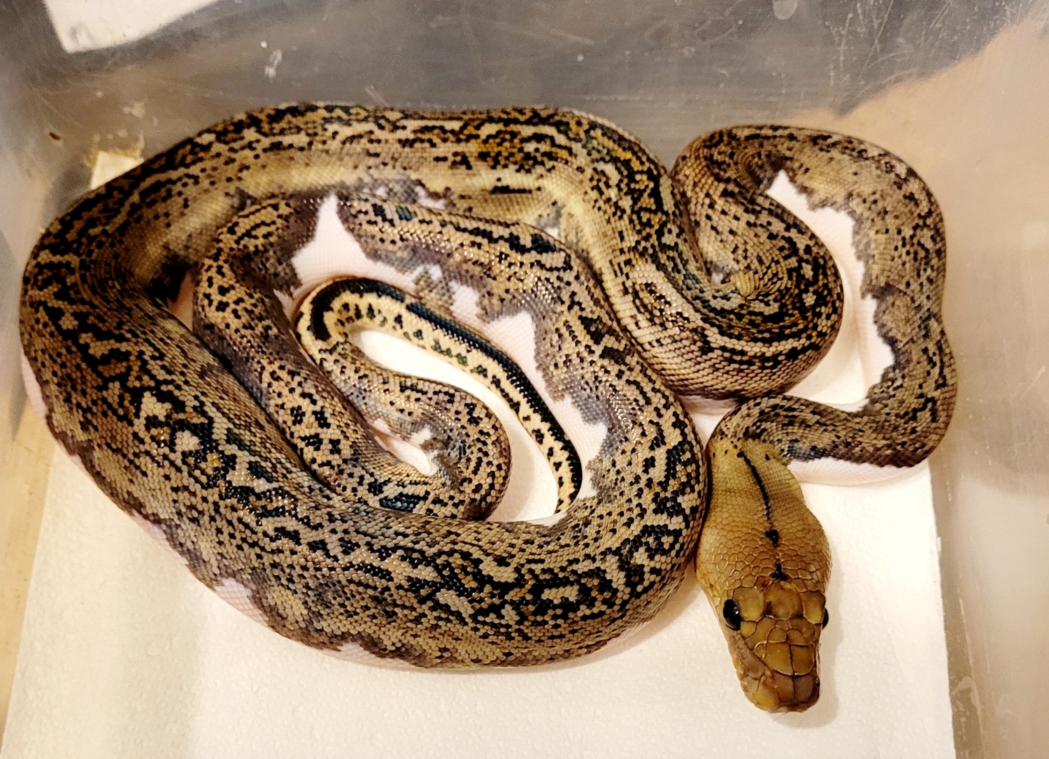 Pied Tiger Pos Het Albino Reticulated Python by R.O.G Reptiles ...