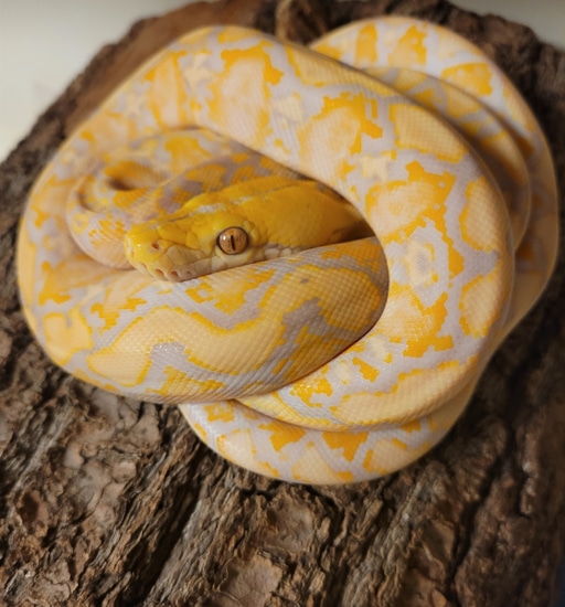 Lavender, 47.25 % Kalatoa 18.25 % Jampea, 100% Het Snow Reticulated ...