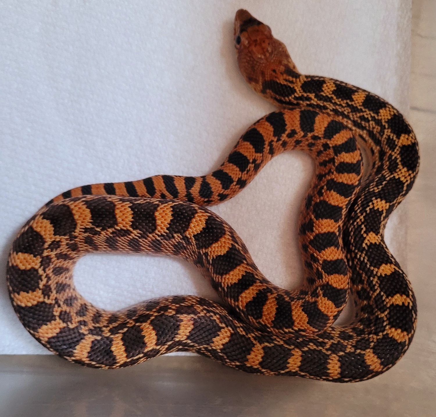 Red 100% Het Albino Female $275 Plus Shipping Bullsnake by R.O.G ...