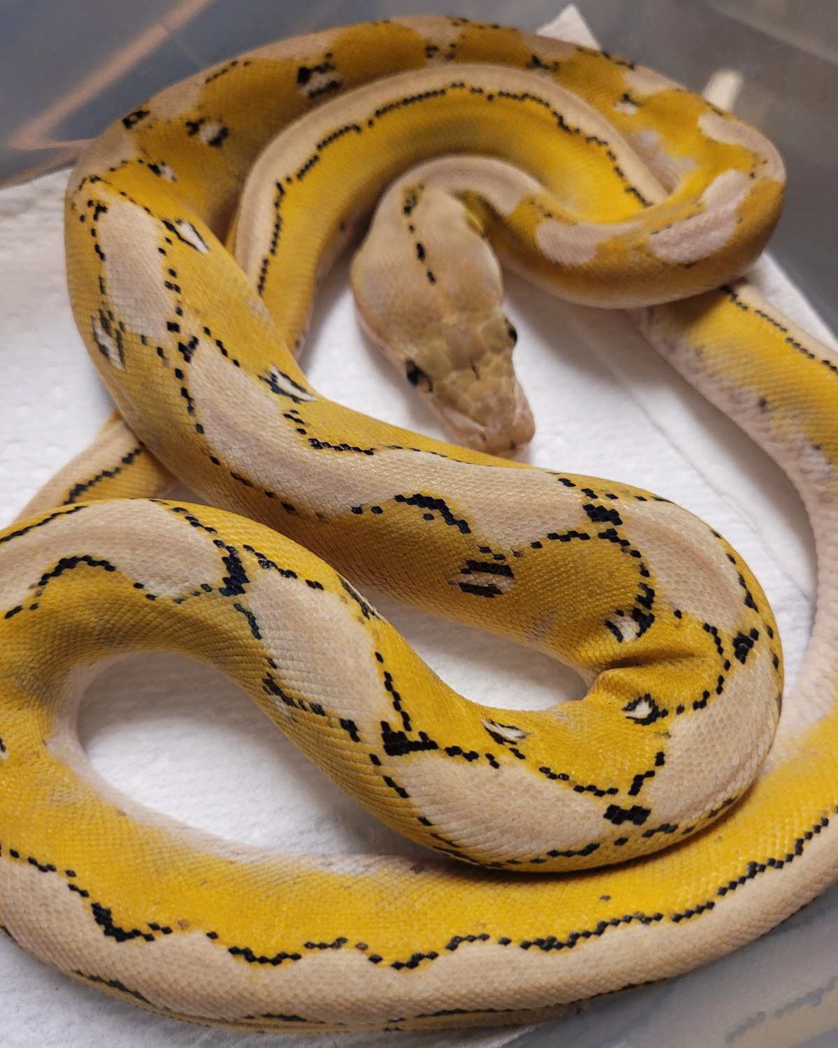 Lemon Glow Reticulated Python by R.O.G Reptiles - MorphMarket