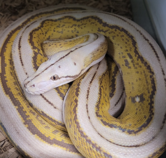 Orange Glow Motley Tiger Reticulated Python by R.O.G Reptiles