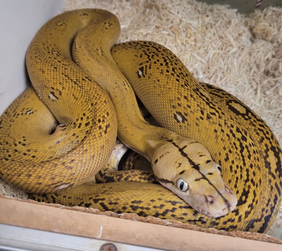 Mocha Goldenchild Reticulated Python by R.O.G Reptiles