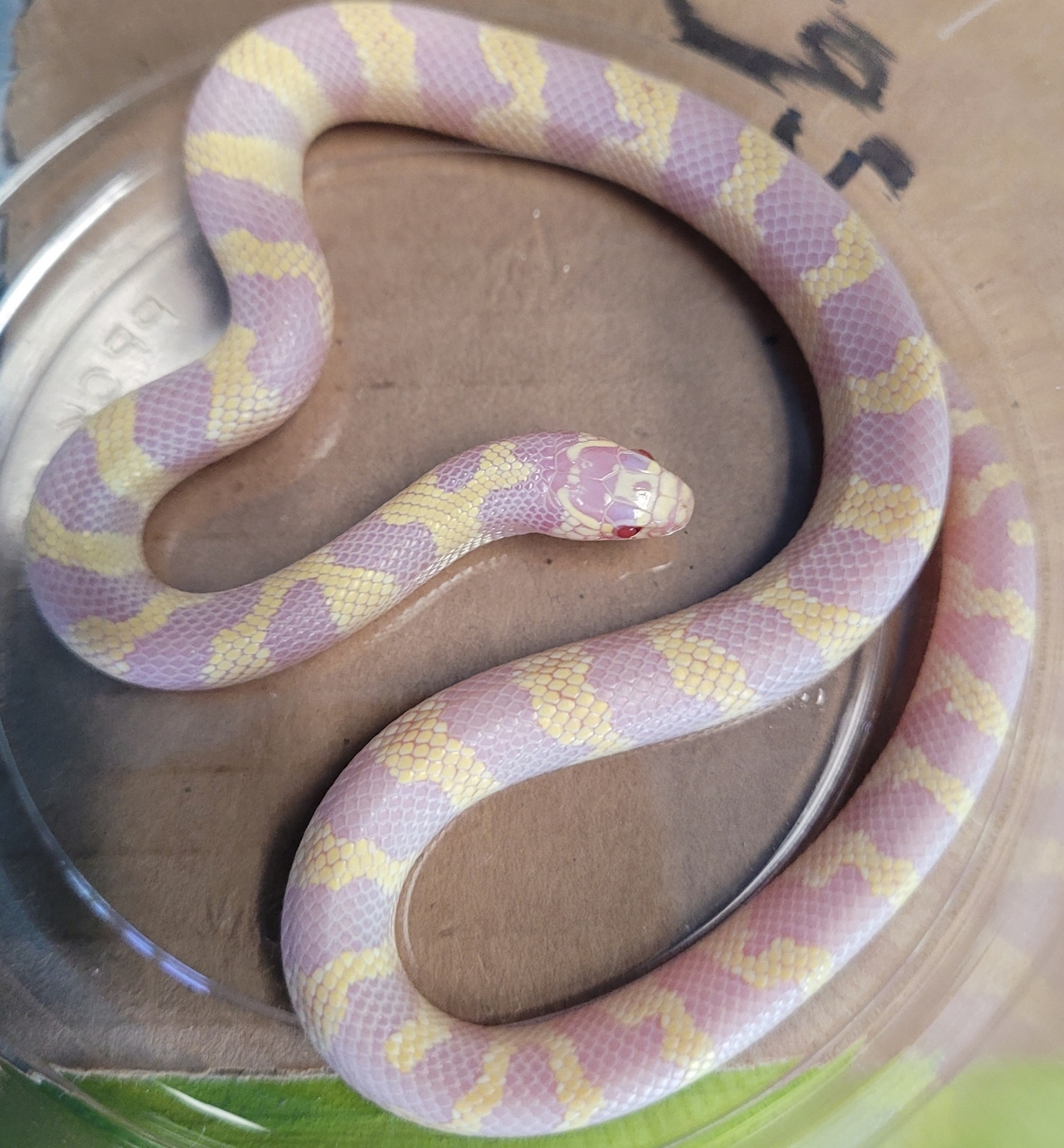 Albino Het Lavender California Kingsnake by R.O.G Reptiles - MorphMarket