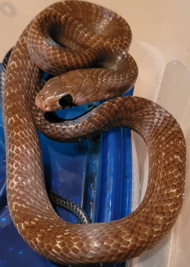 Black Tail Cribo Pos Het Axanthic Cribo & Indigo Snakes by R.O.G Reptiles