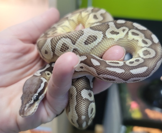 Pastel Lesser Het Red Axanthic Ball Python by R.O.G Reptiles