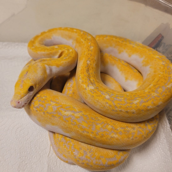 Lavender Sunfire Pied Reticulated Python by R.O.G Reptiles