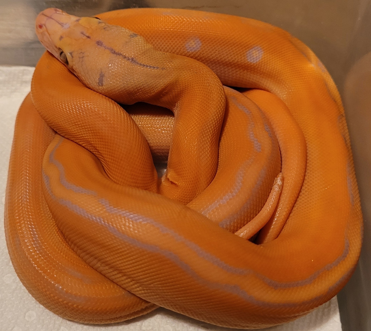 Lavender Golden Child Sunfire Reticulated Python by R.O.G Reptiles ...