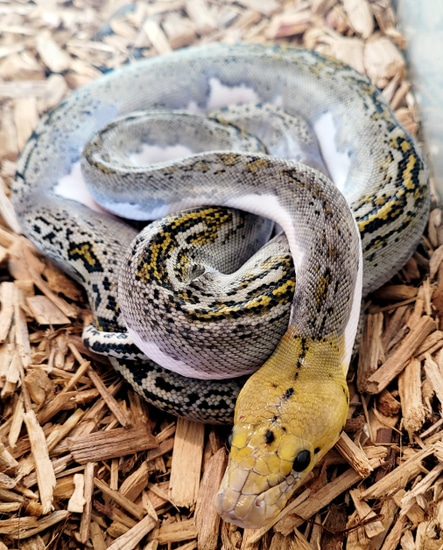 Pied Tiger Poss Het Albino Reticulated Python by R.O.G Reptiles