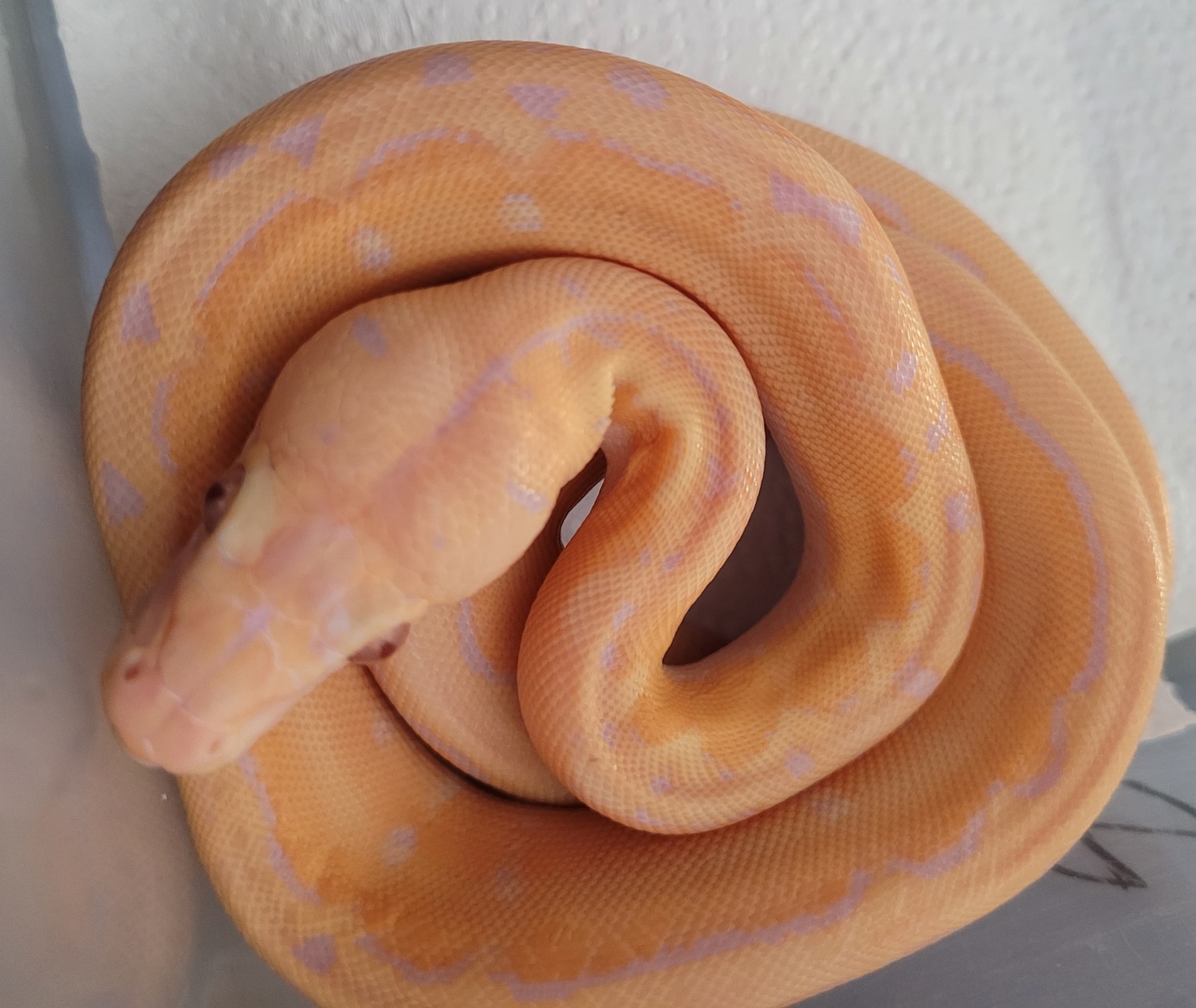 Lavender Platinum Sunfire Marble Reticulated Python by R.O.G Reptiles ...