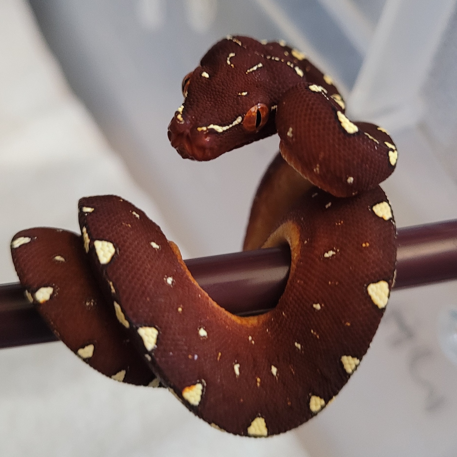 USCB Jayapura Red Neonate Green Tree Python by R.O.G Reptiles - MorphMarket