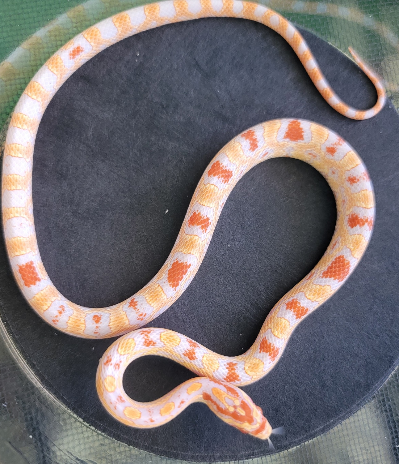 Extreme Reverse Okatee Corn Snake by R.O.G Reptiles - MorphMarket