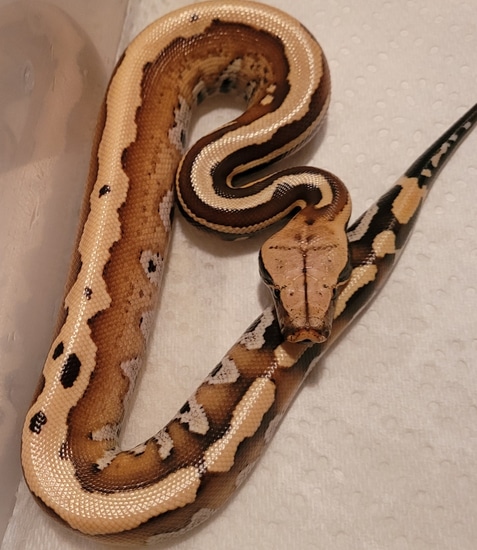 Super Stripe Blood Python by R.O.G Reptiles