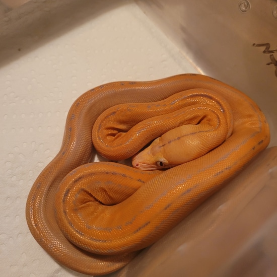 Lavender Golden Child Sunfire Tiger Reticulated Python by R.O.G Reptiles
