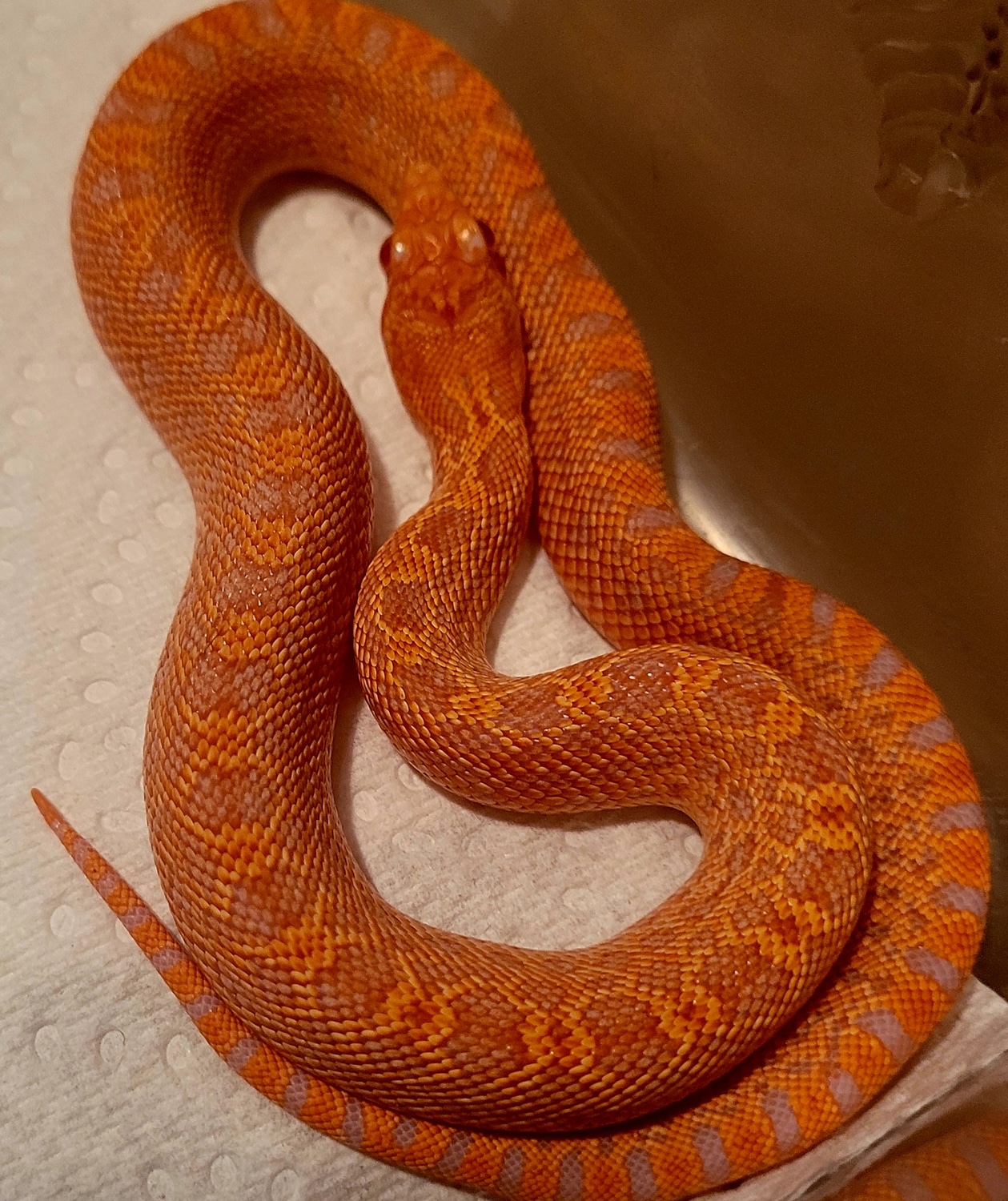 Albino Red Bullsnake by R.O.G Reptiles - MorphMarket