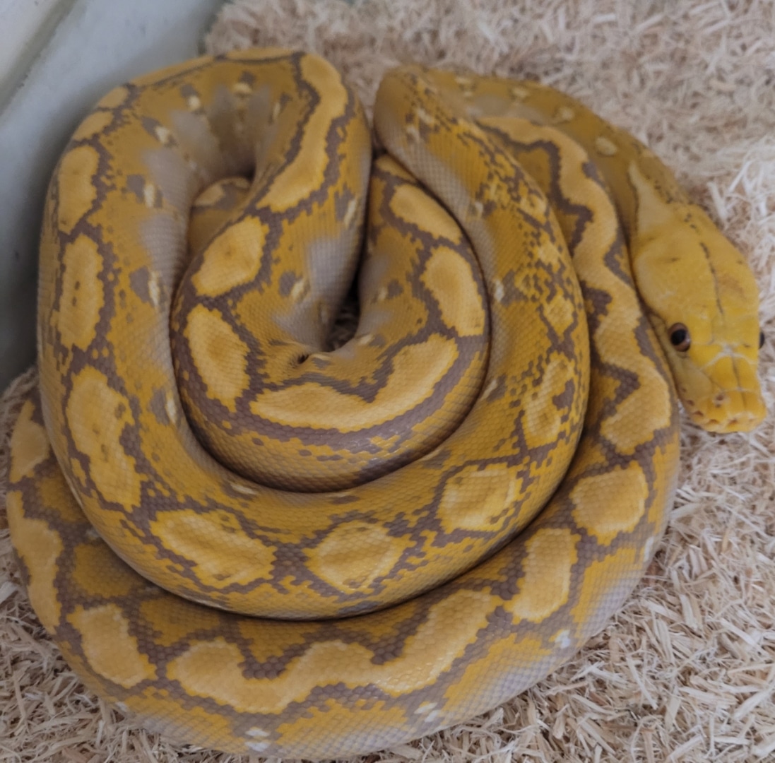 Orange Glow Phantom Reticulated Python by R.O.G Reptiles - MorphMarket