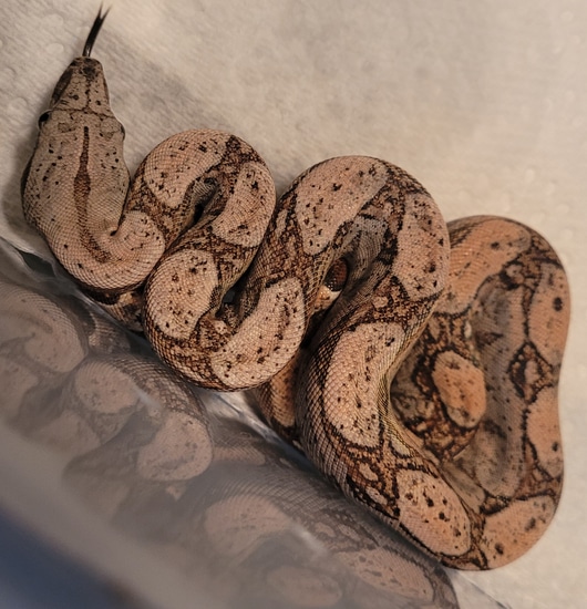 Hog Island Boa Boa Constrictor by R.O.G Reptiles