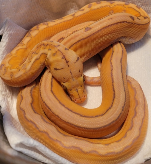 Orange Glow Platinum Sunfire Marble Reticulated Python by R.O.G Reptiles